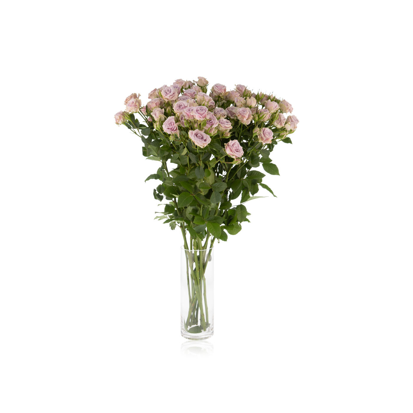 Spray Rose silver shadow - Waitrose UAE & Partners